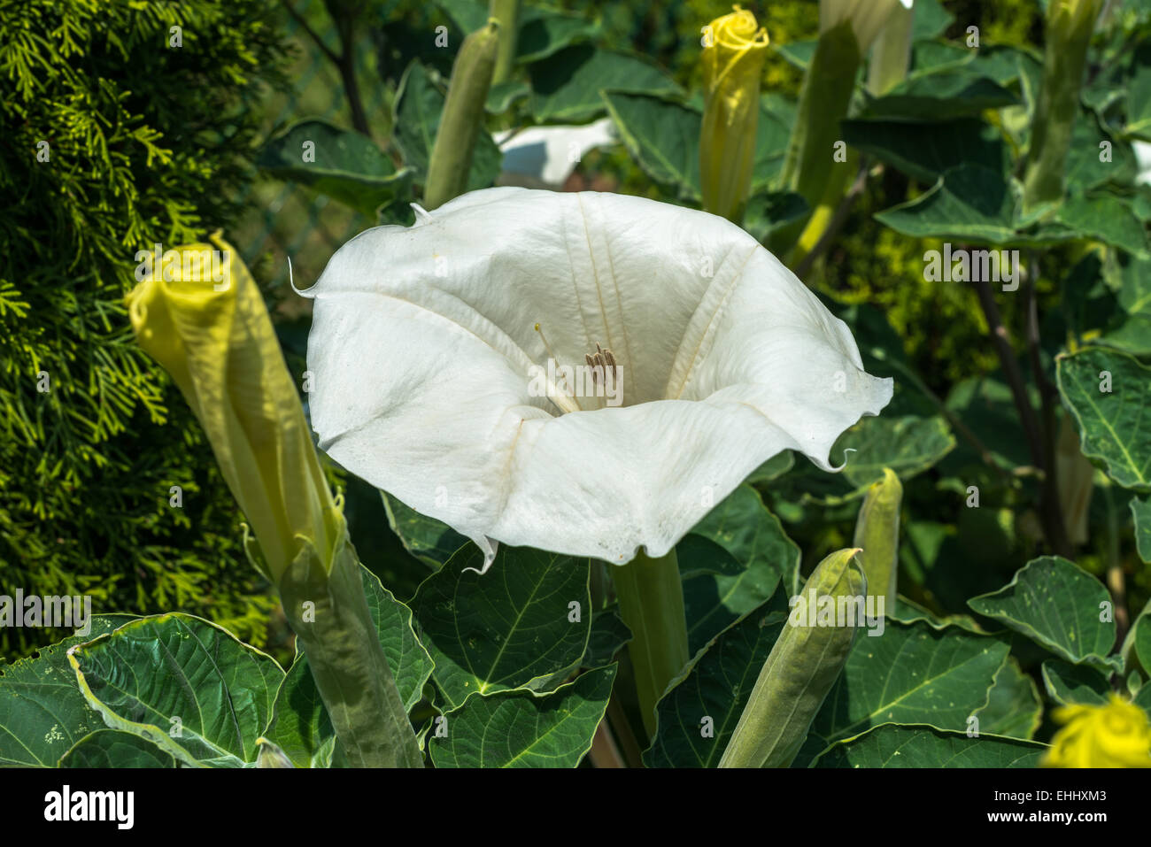 Flora jimson nature hi-res stock photography and images - Alamy