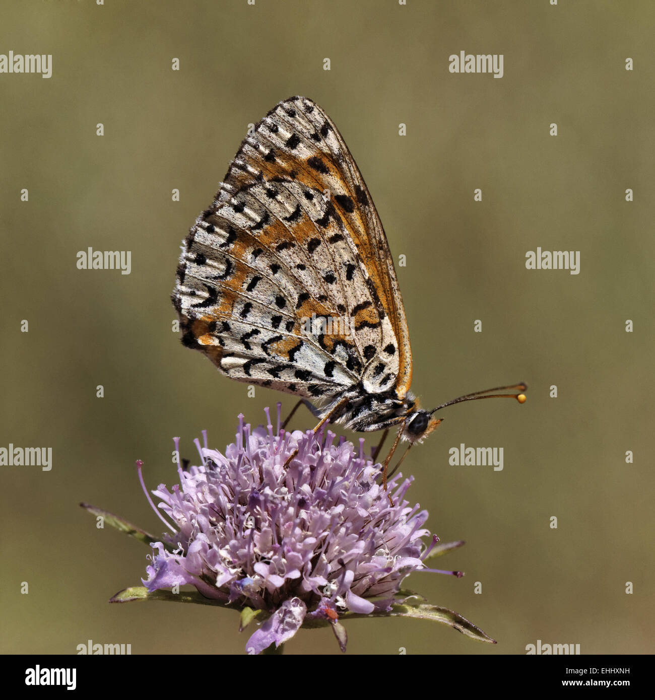 Melitaea didyma, Spotted Fritillary (female Stock Photo - Alamy
