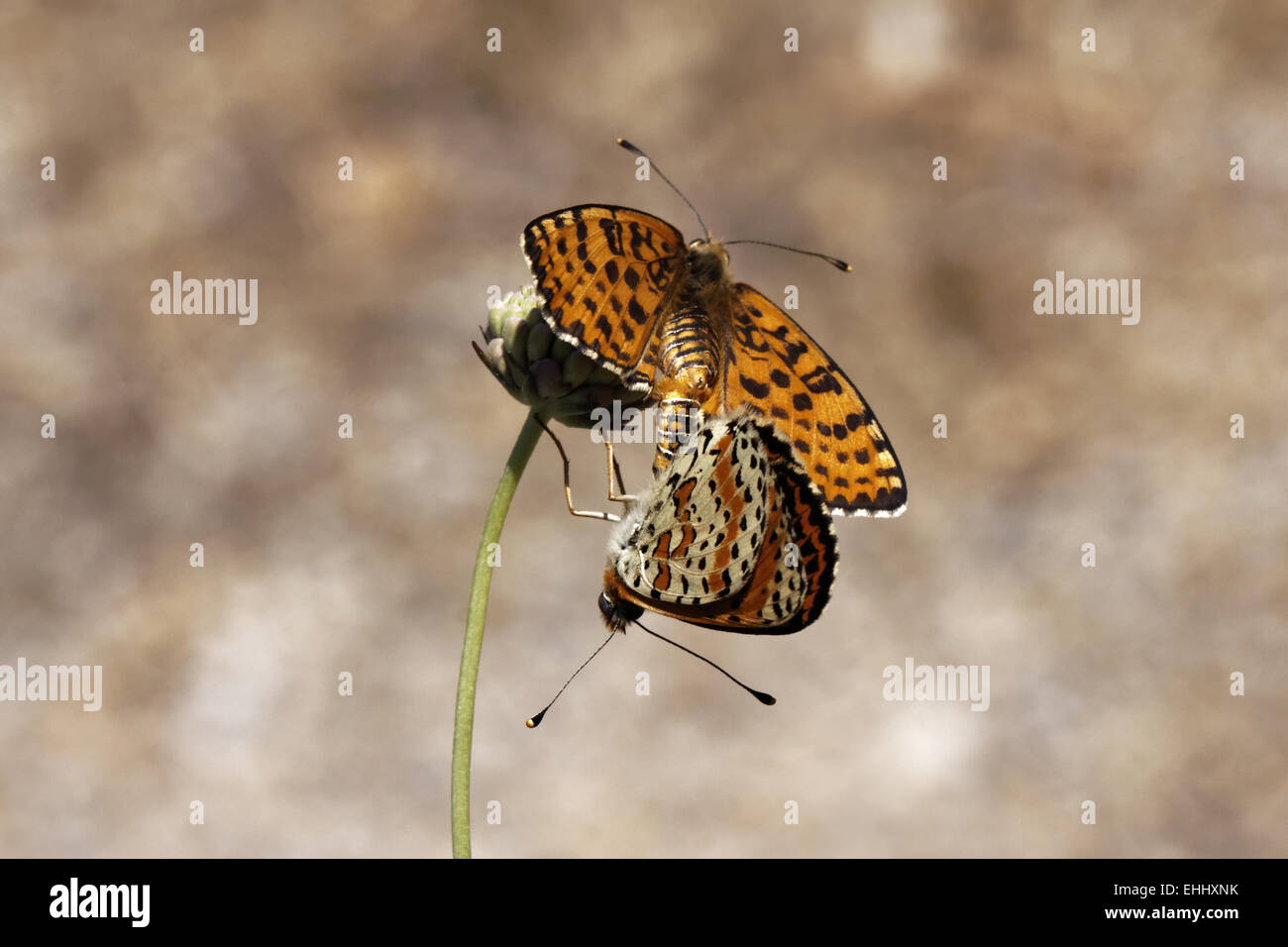 Melitaea didyma, Spotted Fritillary Stock Photo - Alamy