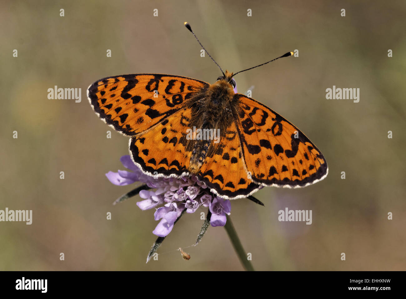 Melitaea didyma, Spotted fritillary (male Stock Photo - Alamy