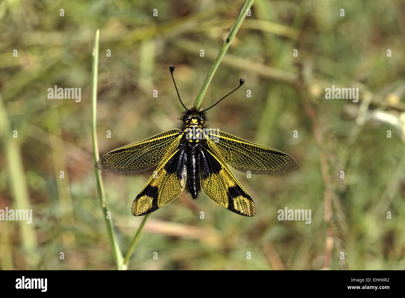 Libelloides longicornis, Owlfly Stock Photo - Alamy