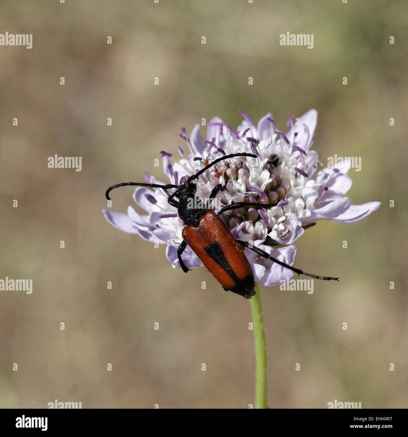 Leptura cordigera, Longhorn on Scabious Stock Photo - Alamy