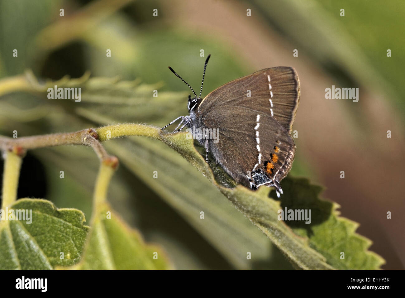 Satyrium spini, Blue Spot Hairstreak Stock Photo - Alamy