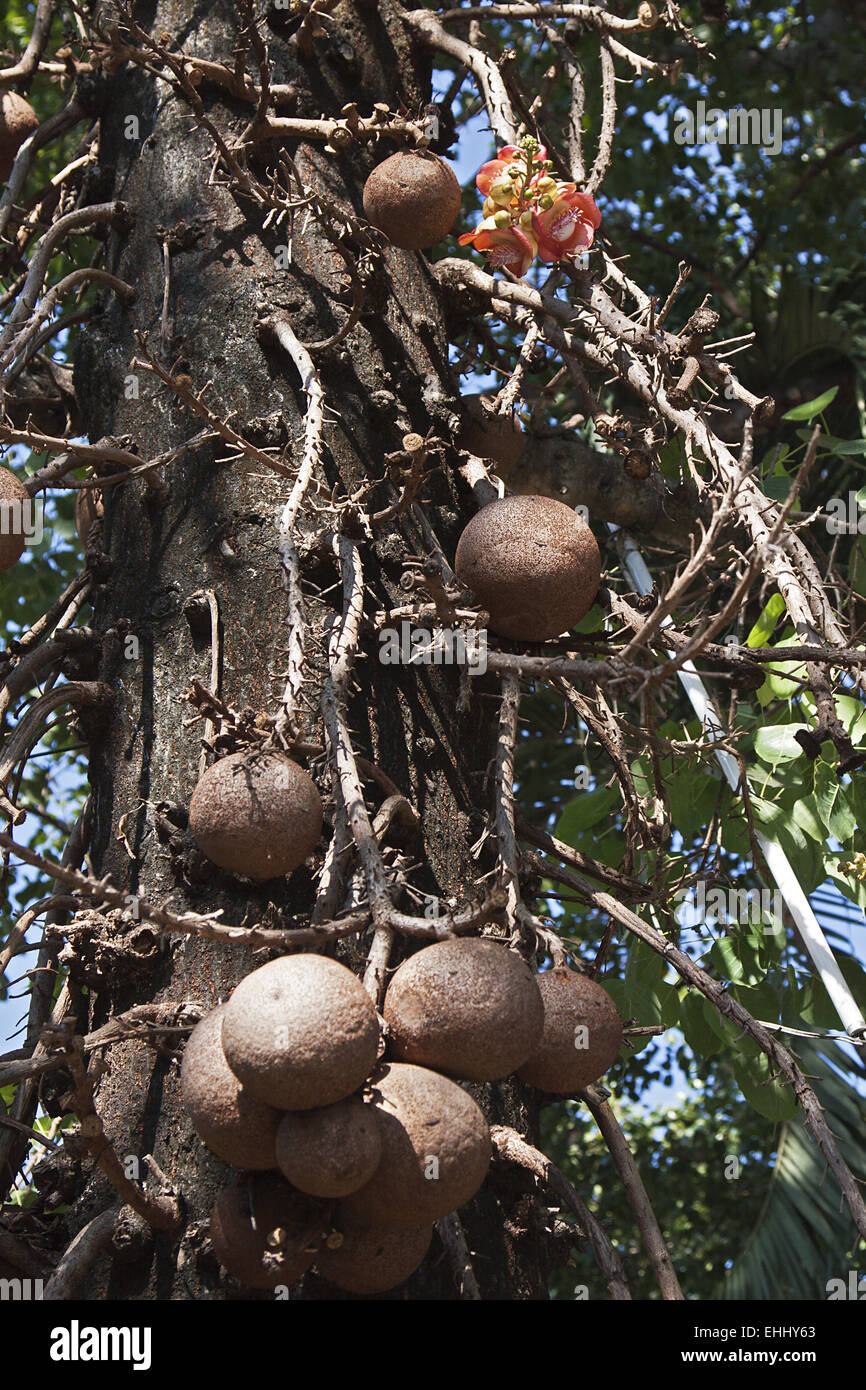 Cannon ball trees hi-res stock photography and images - Alamy