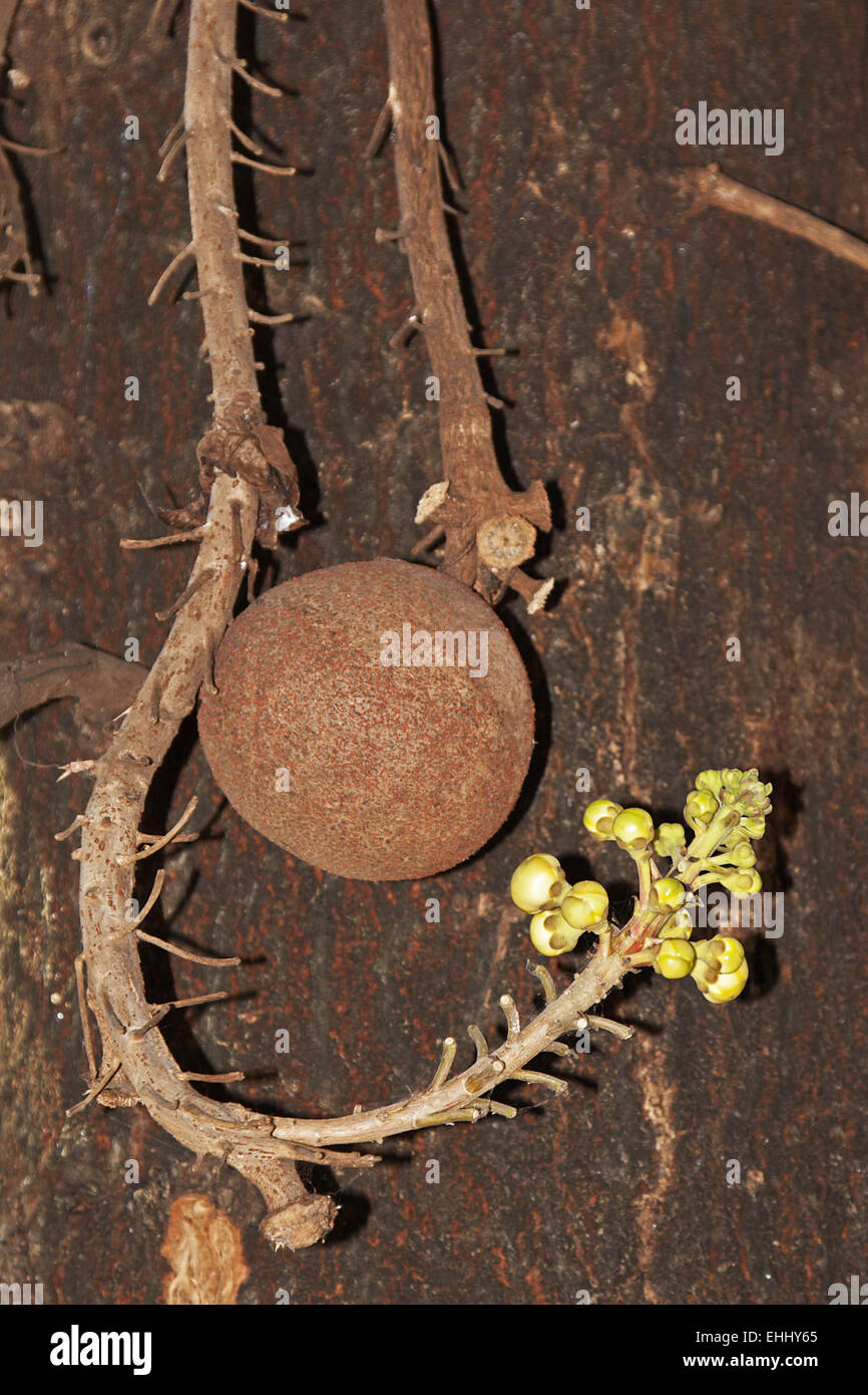 Ball shaped fruit hi-res stock photography and images - Alamy