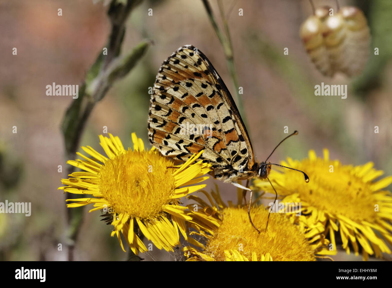 Melitaea didyma, Spotted fritillary Stock Photo - Alamy