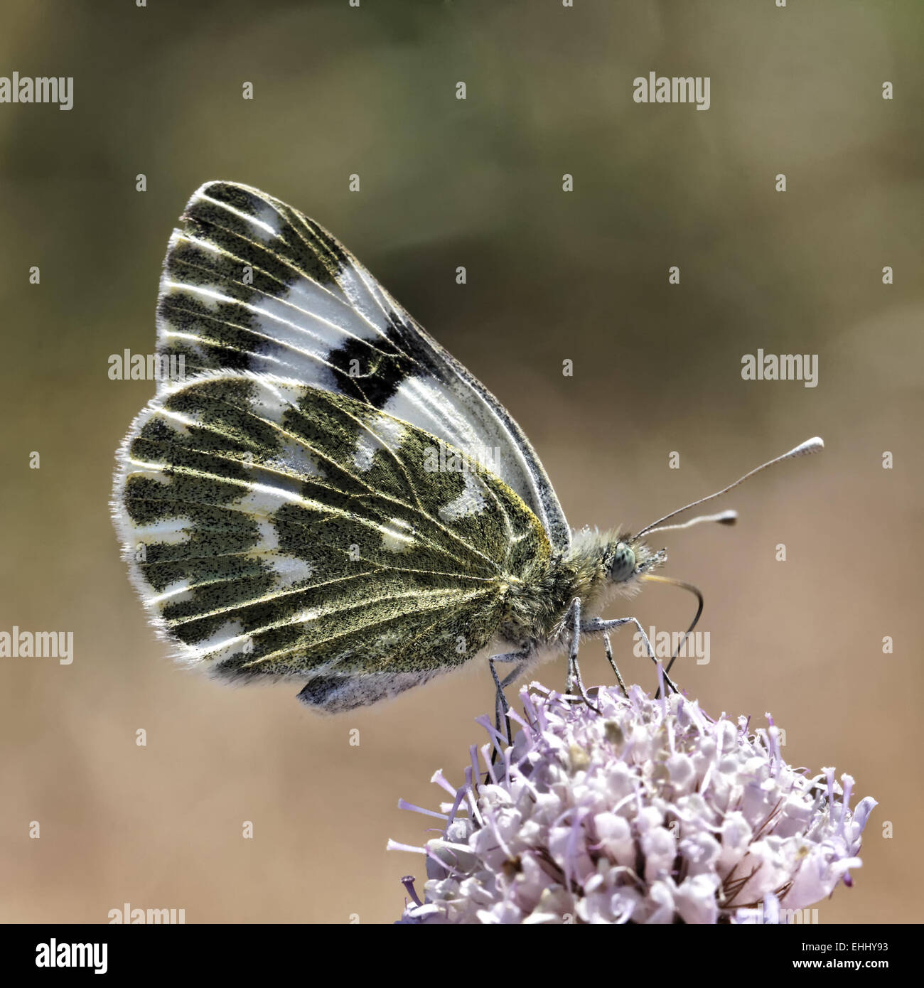 Underside bath white hi-res stock photography and images - Alamy