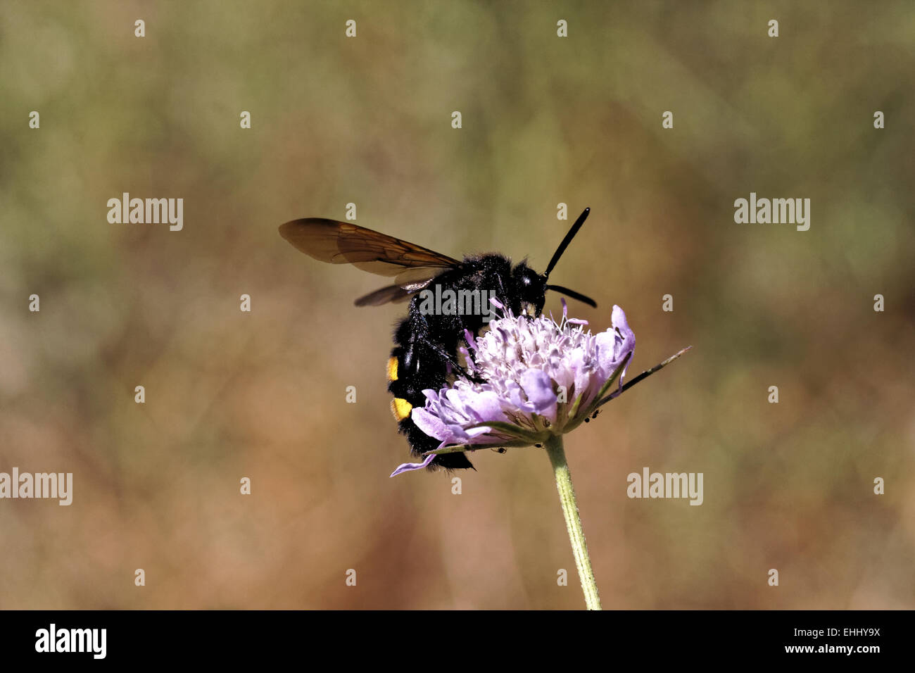 Megascolia maculata, Mammoth wasp on Scabious Stock Photo - Alamy