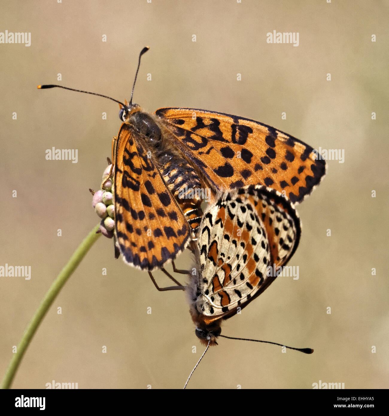 Melitaea didyma, Spotted Fritillary (Copula Stock Photo - Alamy