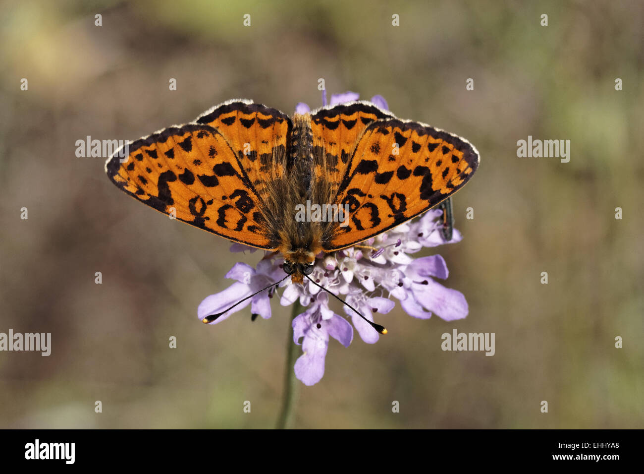 Melitaea didyma, Spotted fritillary (male Stock Photo - Alamy
