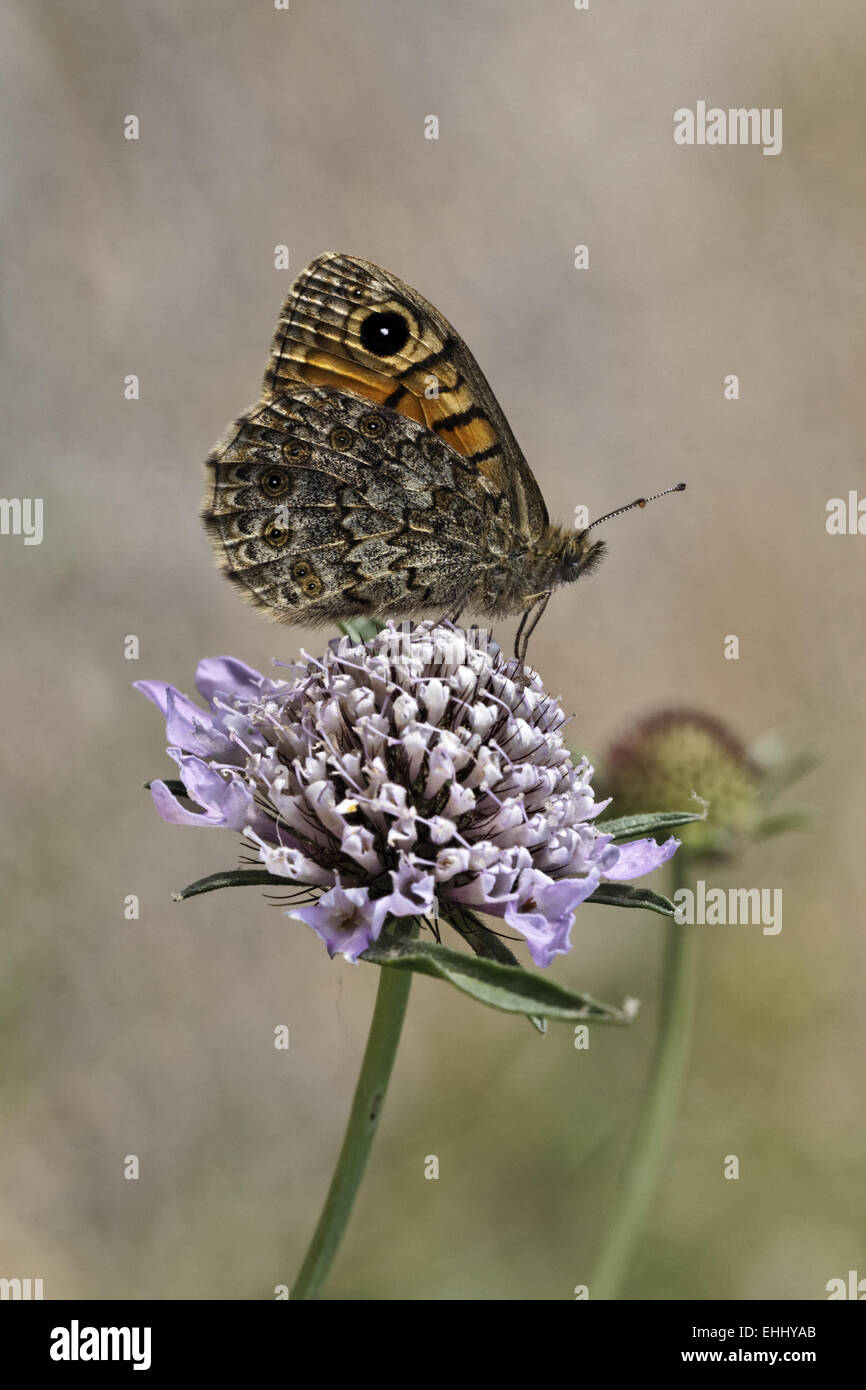 Lasiommata maera, Large wall brown Stock Photo - Alamy