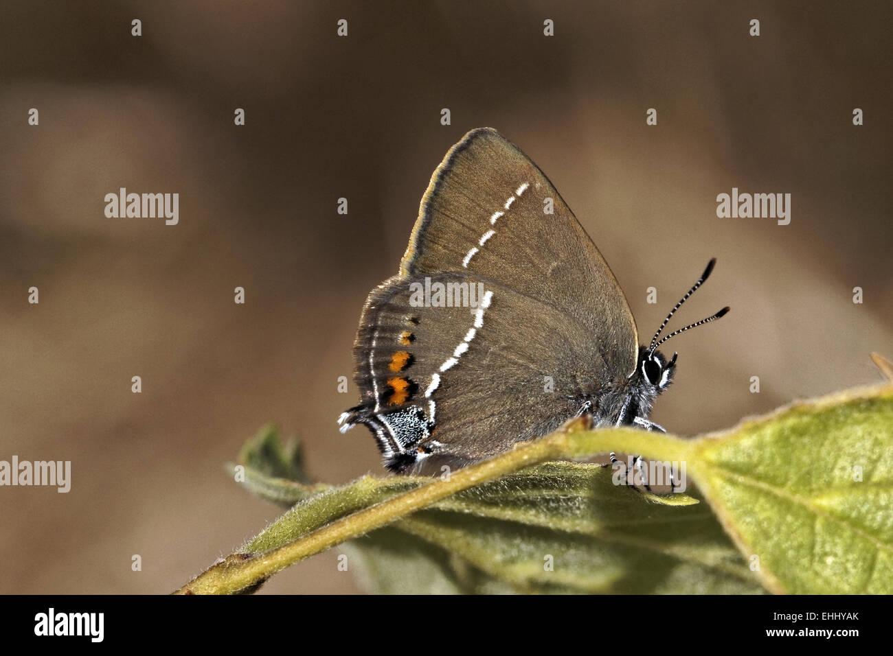 Satyrium spini, Blue Spot Hairstreak Stock Photo - Alamy