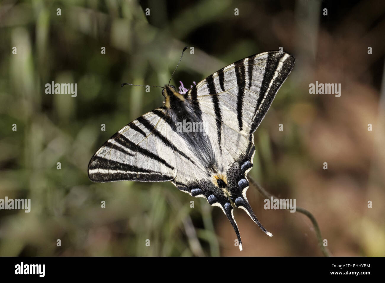 Iphiclides podalirius, Scarce swallowtail Stock Photo - Alamy