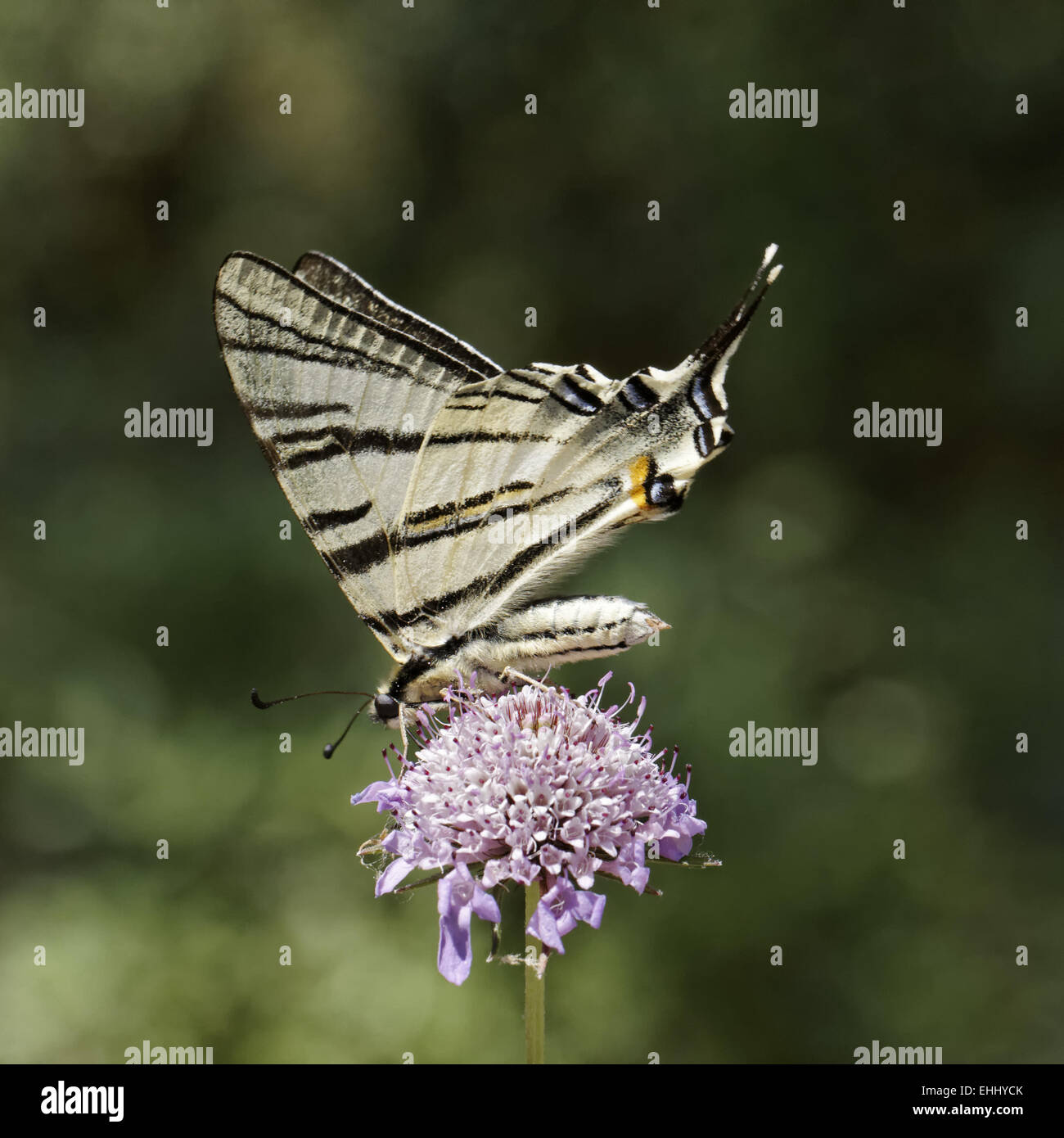 Iphiclides podalirius, Scarce swallowtail Stock Photo - Alamy