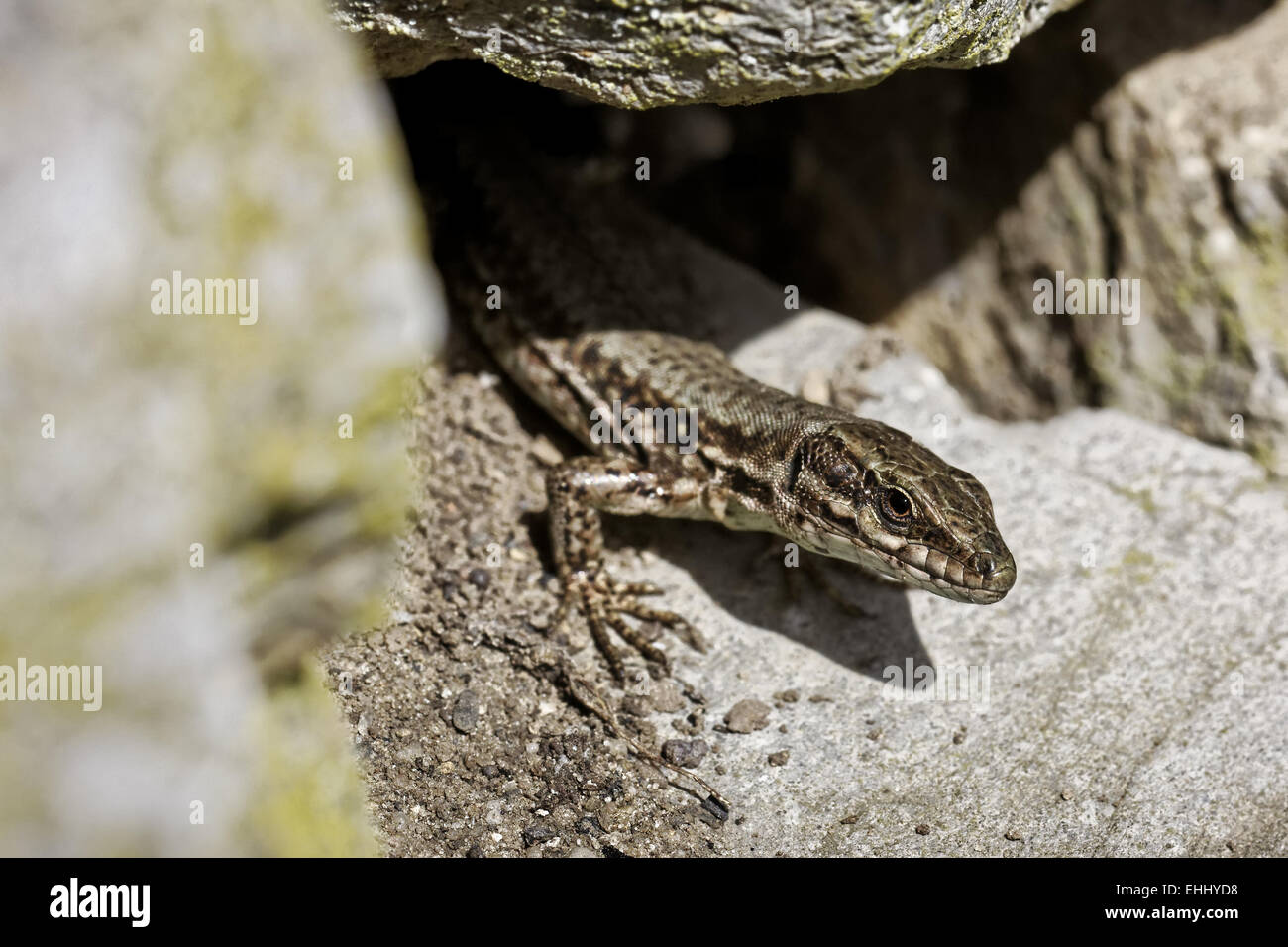 Zootoca vivipara, Viviparous lizard Stock Photo - Alamy