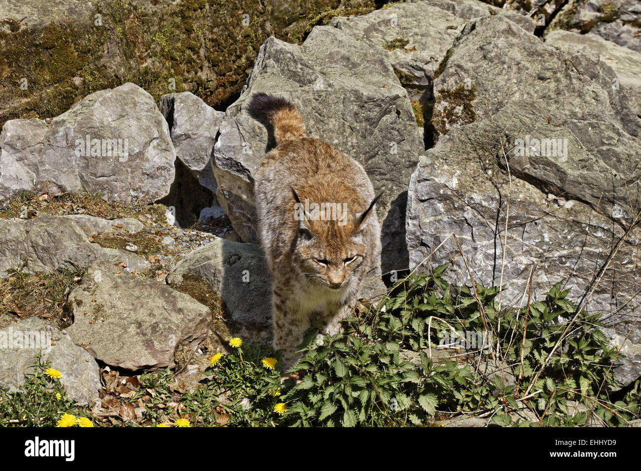 Lynx wildcat hi-res stock photography and images - Alamy