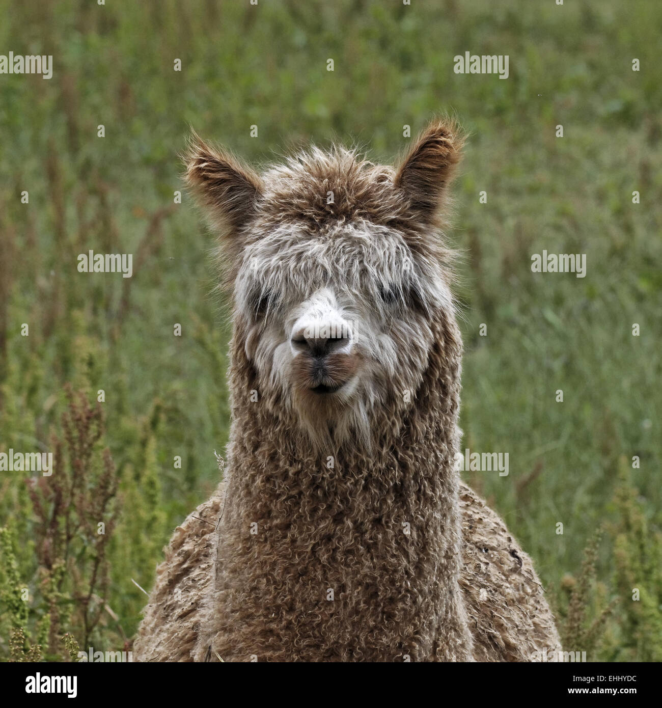 Alpaka vigugna pacos hi-res stock photography and images - Alamy