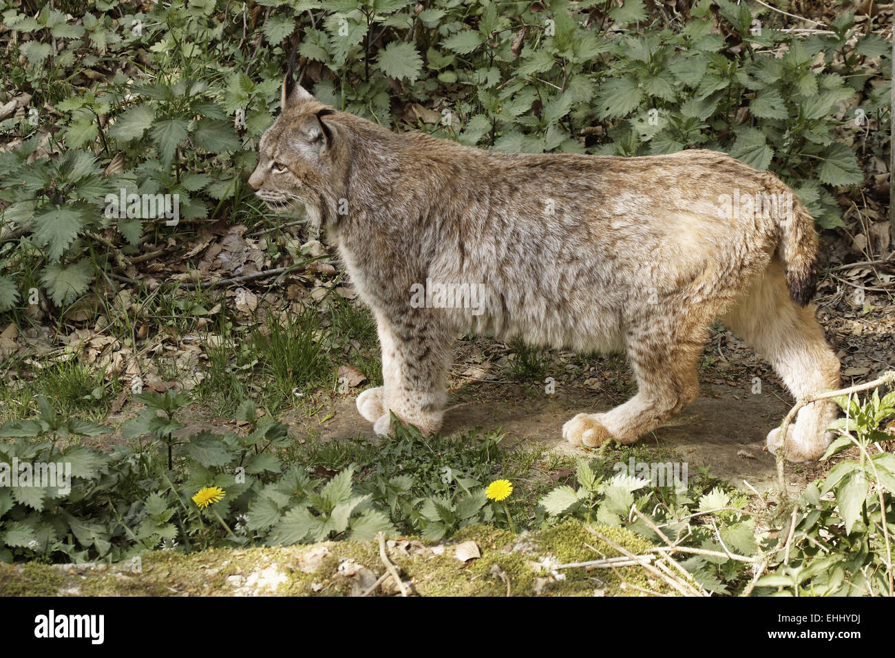 Lynx wildcat hi-res stock photography and images - Alamy