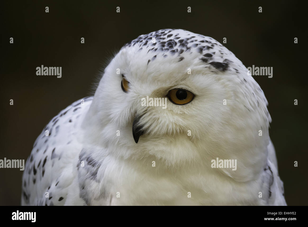 Arctic owl hi-res stock photography and images - Alamy