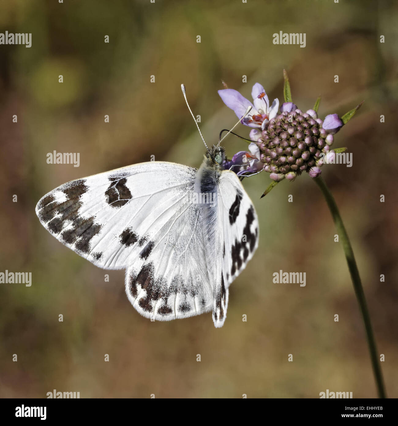 Pontia daplidice hi-res stock photography and images - Alamy