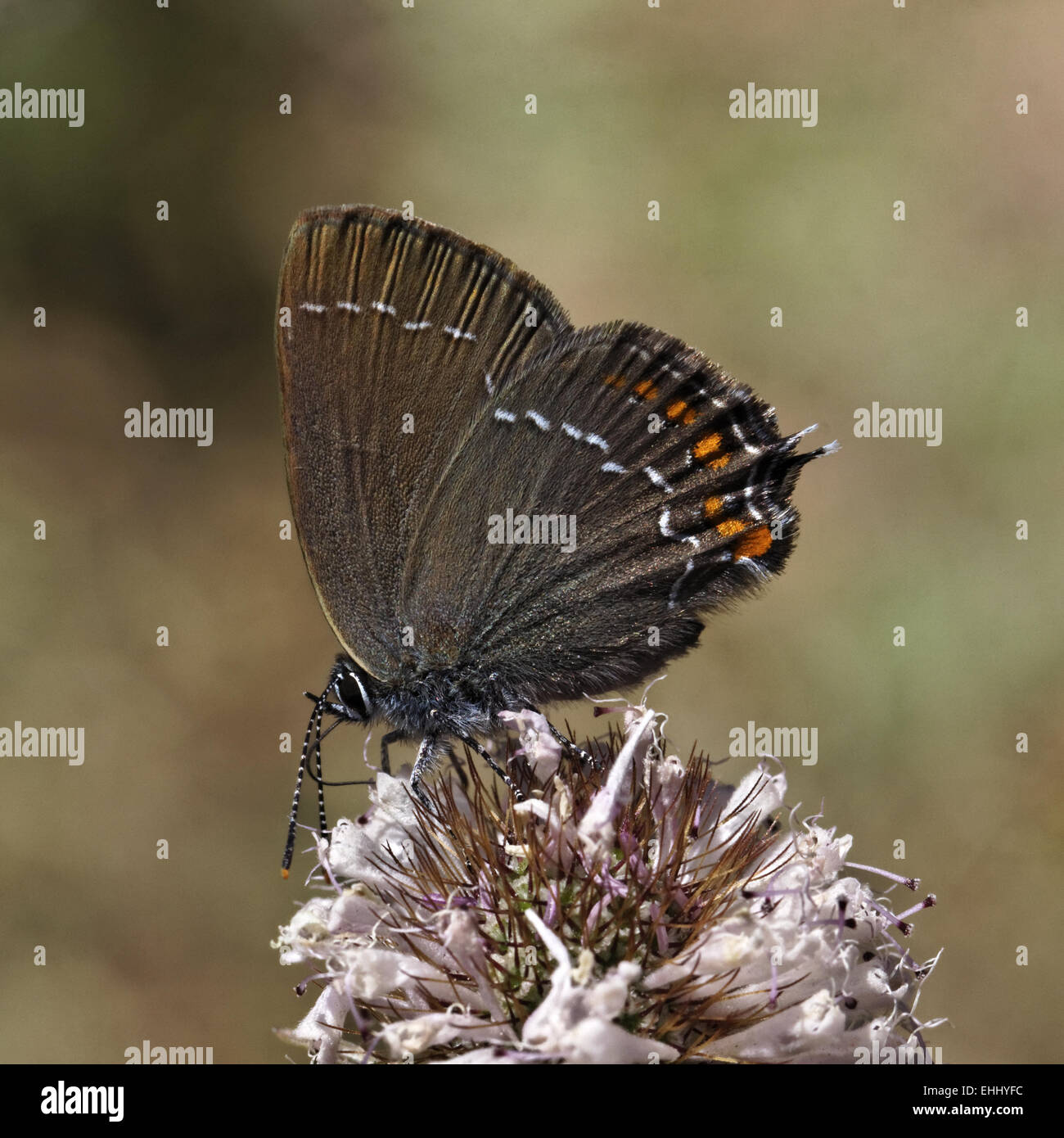 Satyrium ilicis, Ilex hairstreak Stock Photo - Alamy
