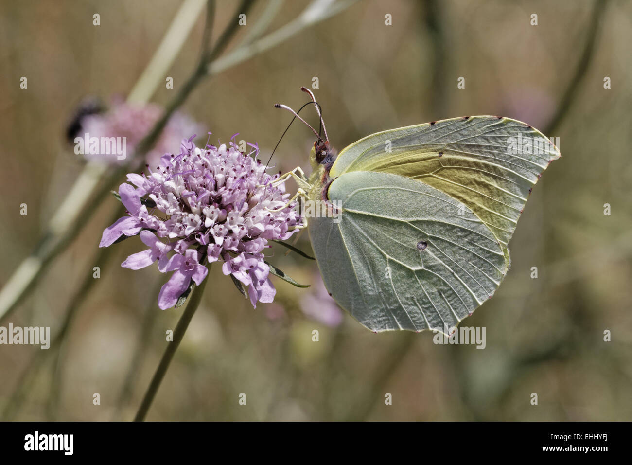Gonepteryx cleopatra, Cleopatra butterfly Stock Photo - Alamy