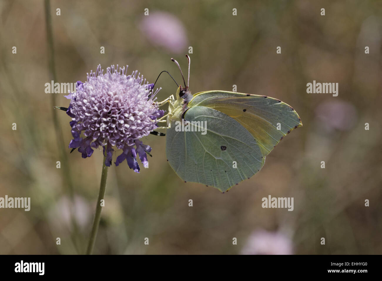 Gonepteryx cleopatra, Cleopatra butterfly Stock Photo - Alamy