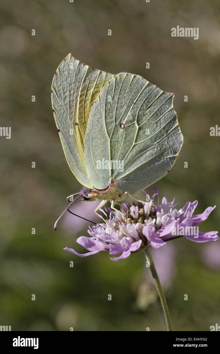 Gonepteryx cleopatra, Cleopatra butterfly Stock Photo - Alamy