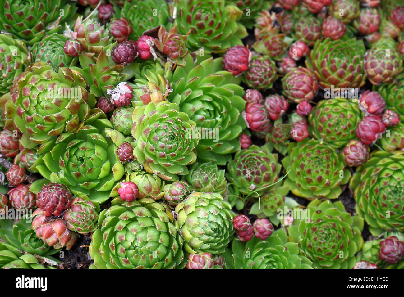 Houseleek sedum hi-res stock photography and images - Alamy
