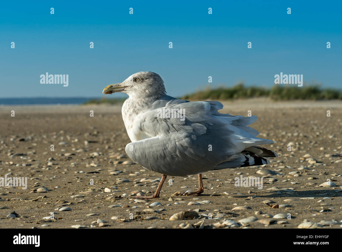 Broken wing feather hi-res stock photography and images - Alamy