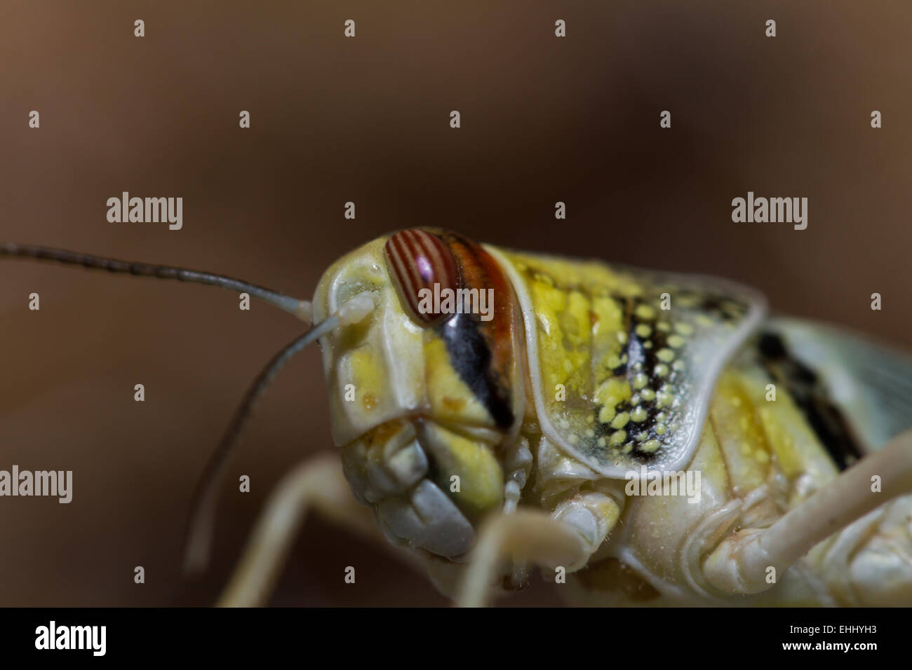 Locust wings isolated hi-res stock photography and images - Alamy