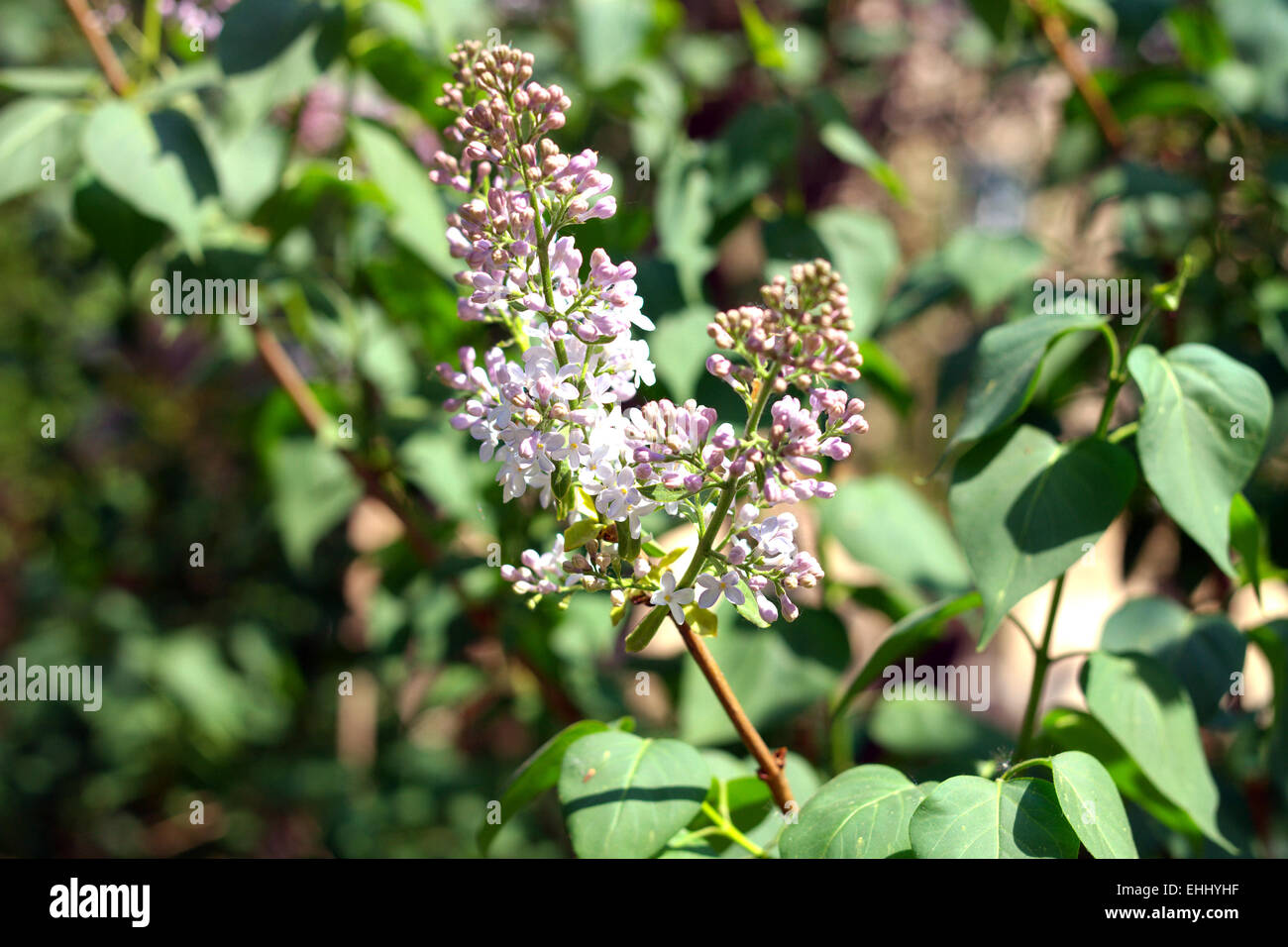 Lilac at Spring Stock Photo - Alamy