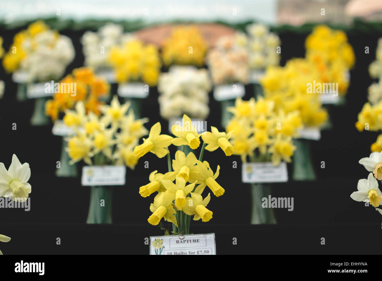 Spring flower show displays including daffodils, hyacinths camellias ...