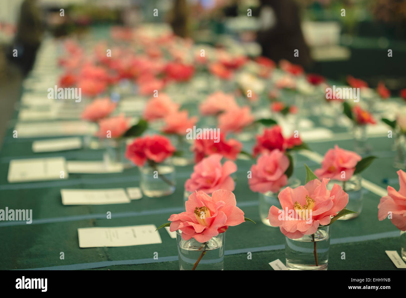 Spring flower show displays including daffodils, hyacinths camellias ...
