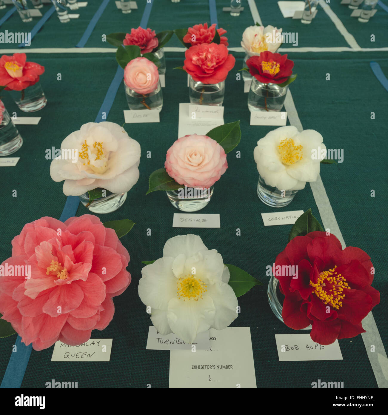Spring flower show displays including daffodils, hyacinths camellias ...