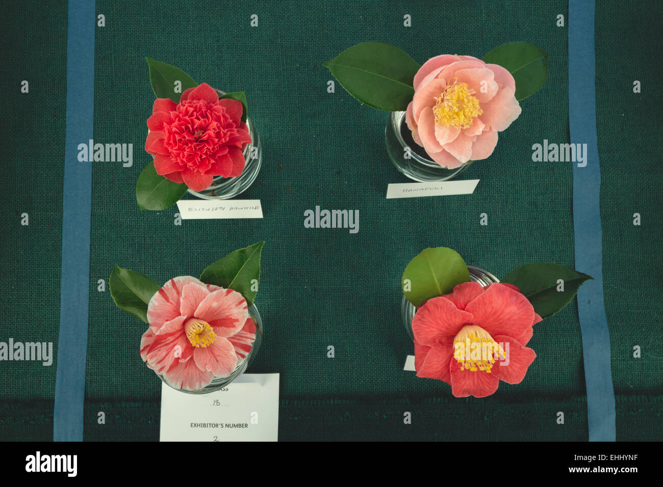 Spring flower show displays including daffodils, hyacinths camellias ...