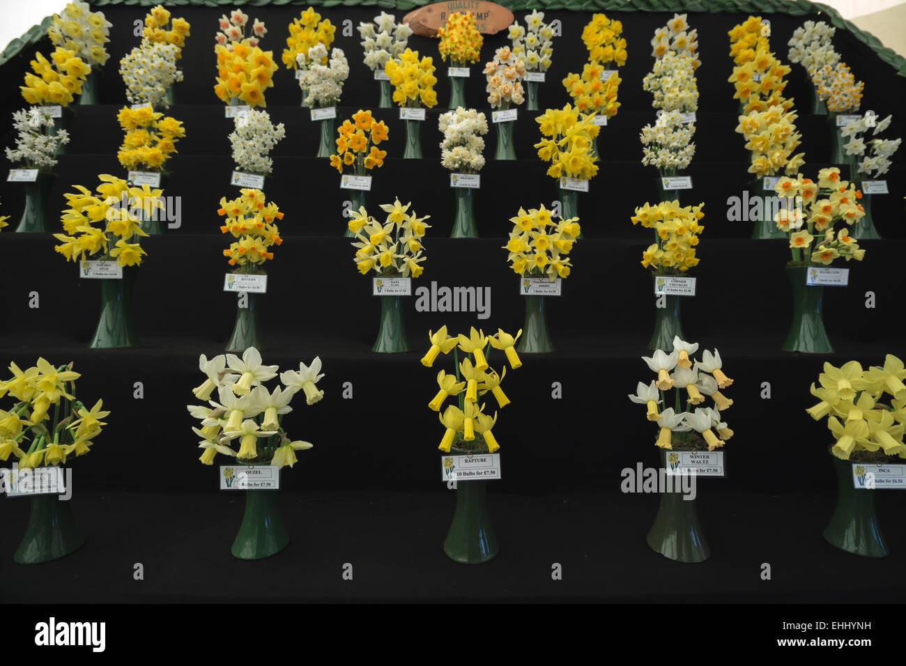 Spring flower show displays including daffodils, hyacinths camellias ...