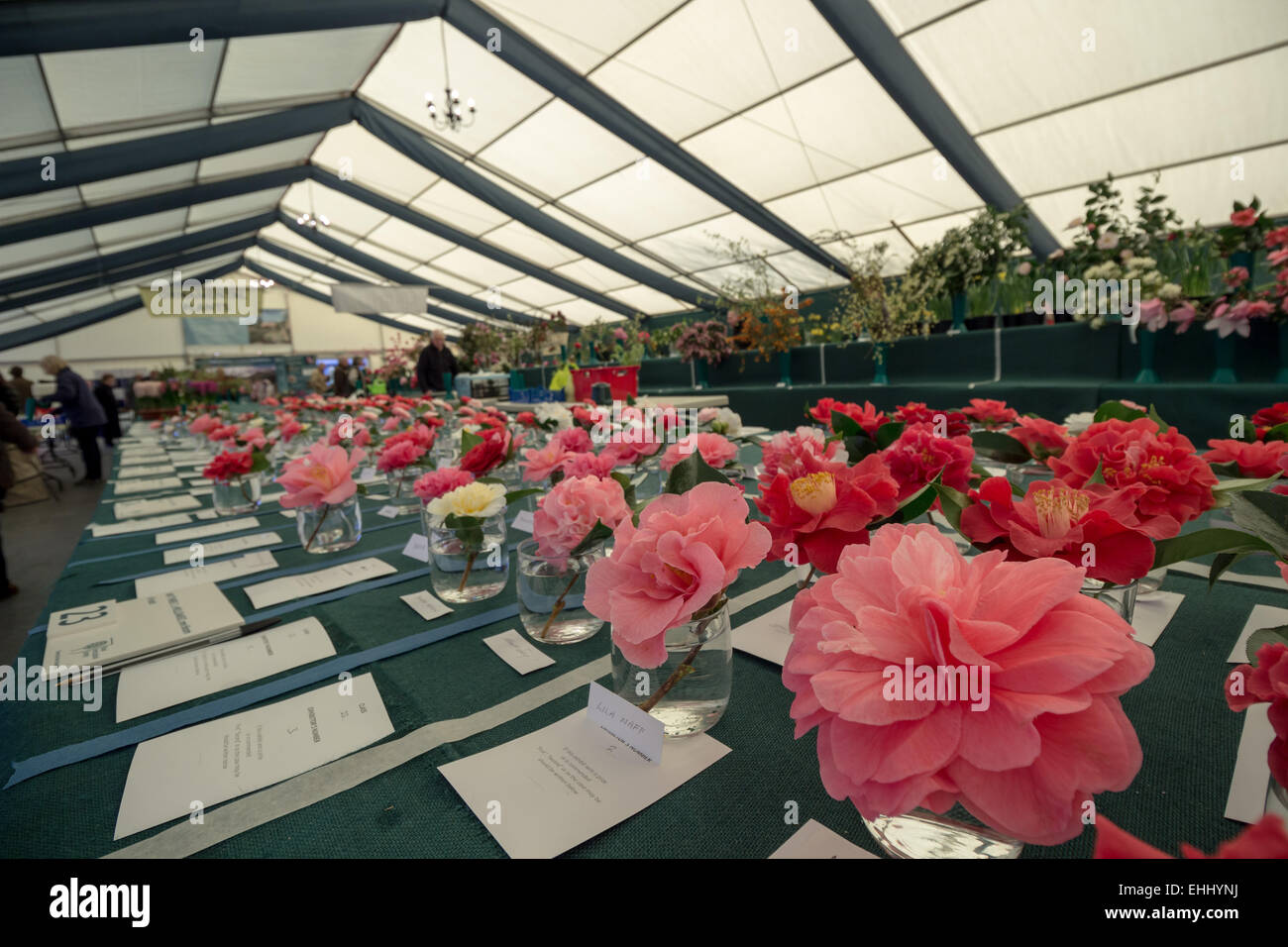 Spring flower show displays including daffodils, hyacinths camellias ...