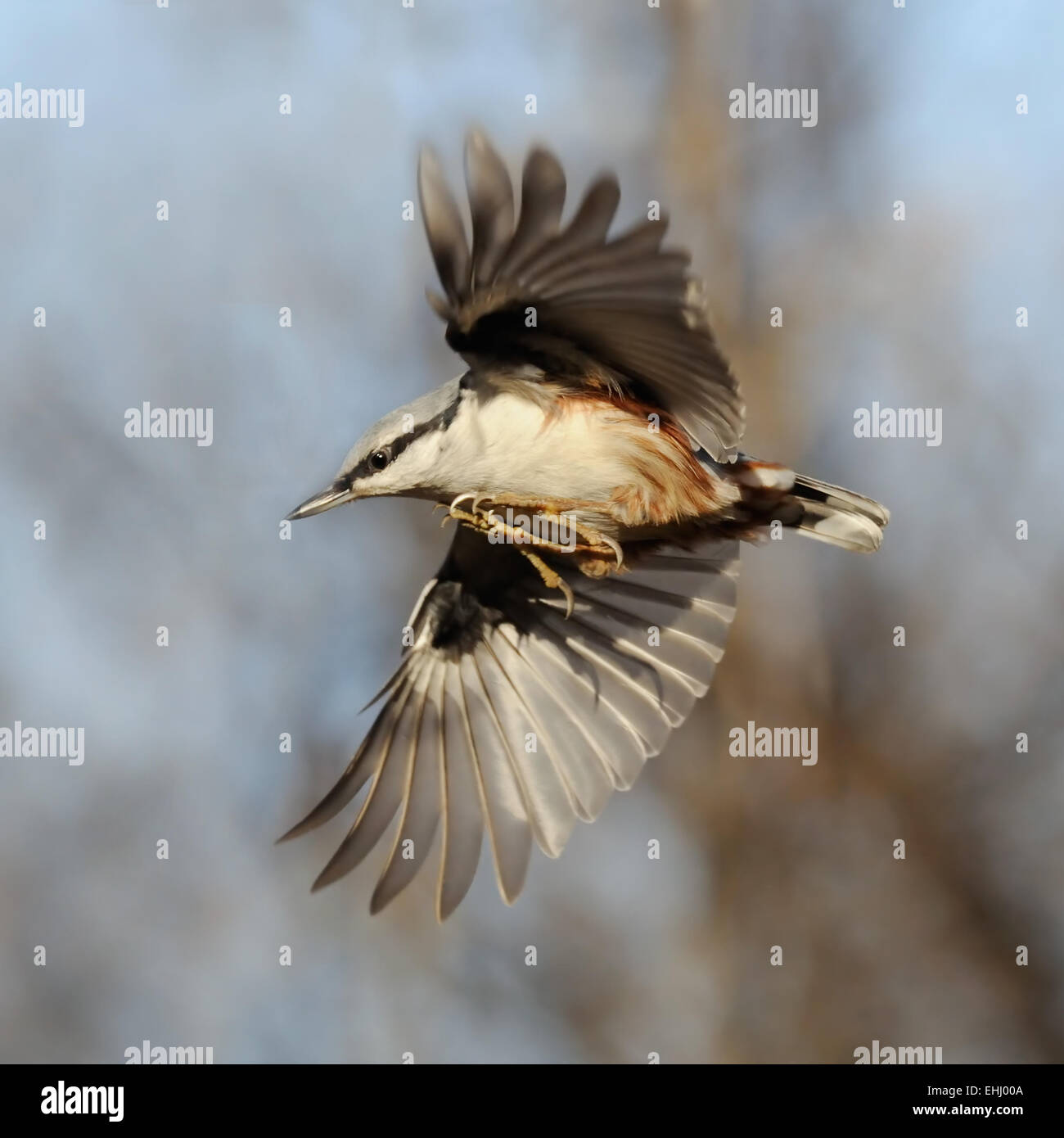 Flying claws hi-res stock photography and images - Alamy