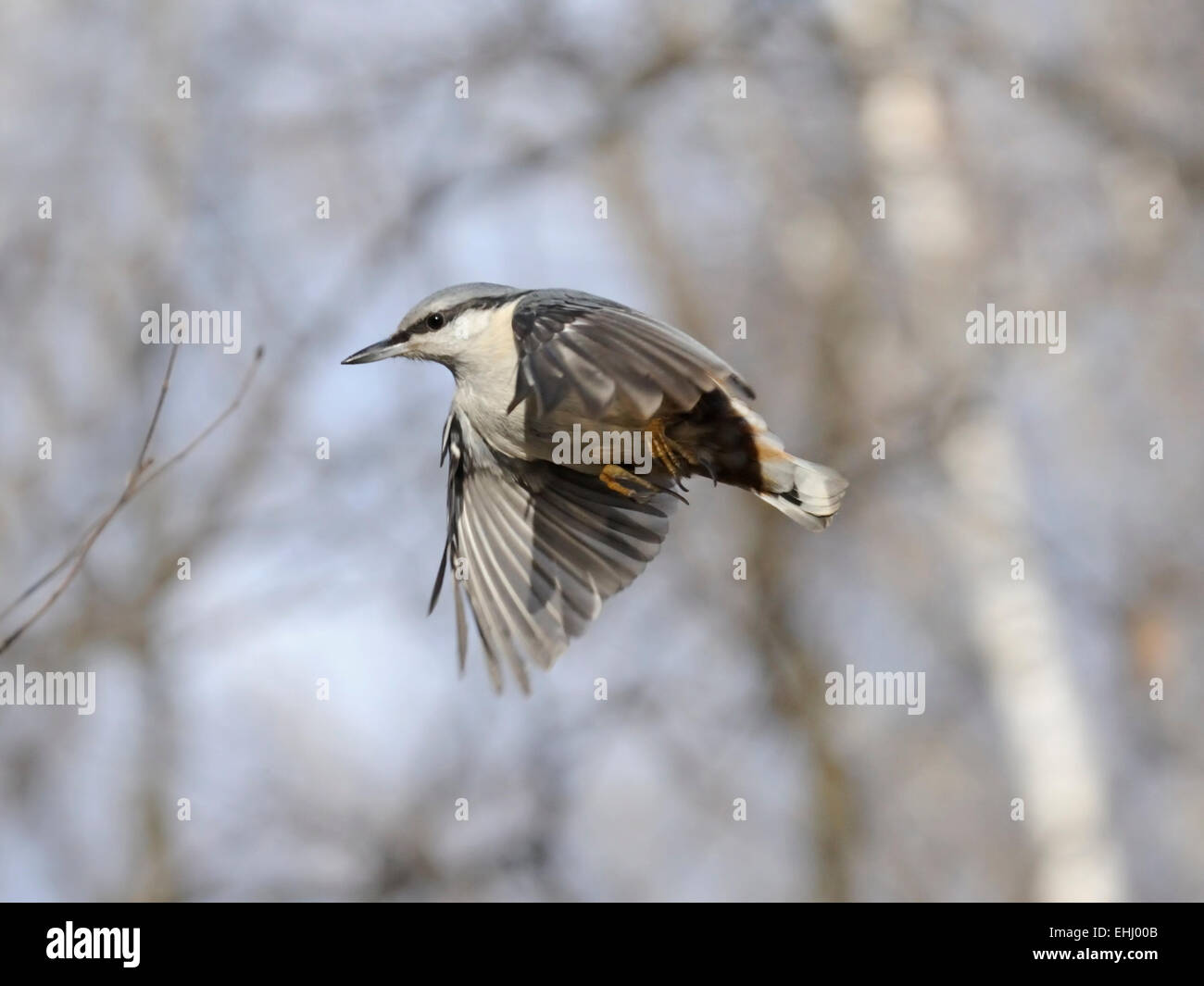 Profile bird flying hi-res stock photography and images - Alamy