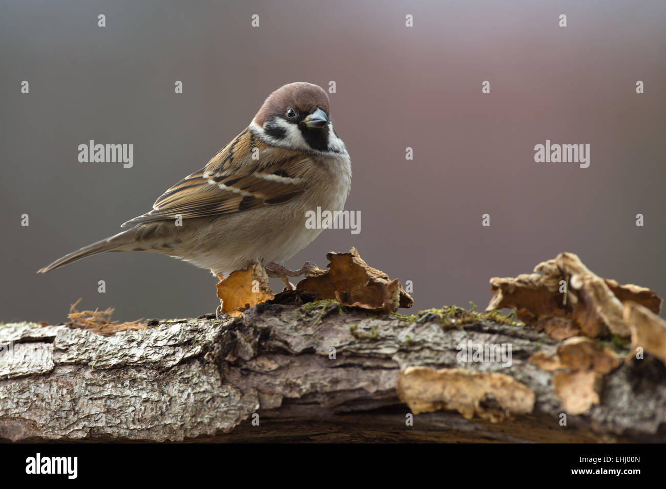 Treesparrow hi-res stock photography and images - Alamy