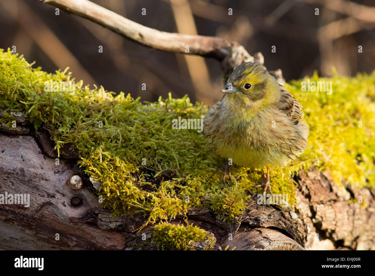 Goldhammer hi-res stock photography and images - Alamy