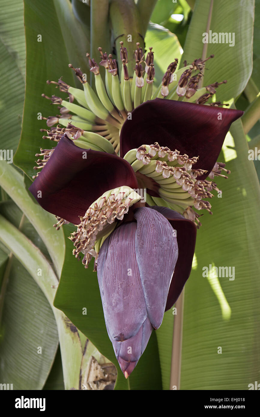 Rote bananenblute hi-res stock photography and images - Alamy