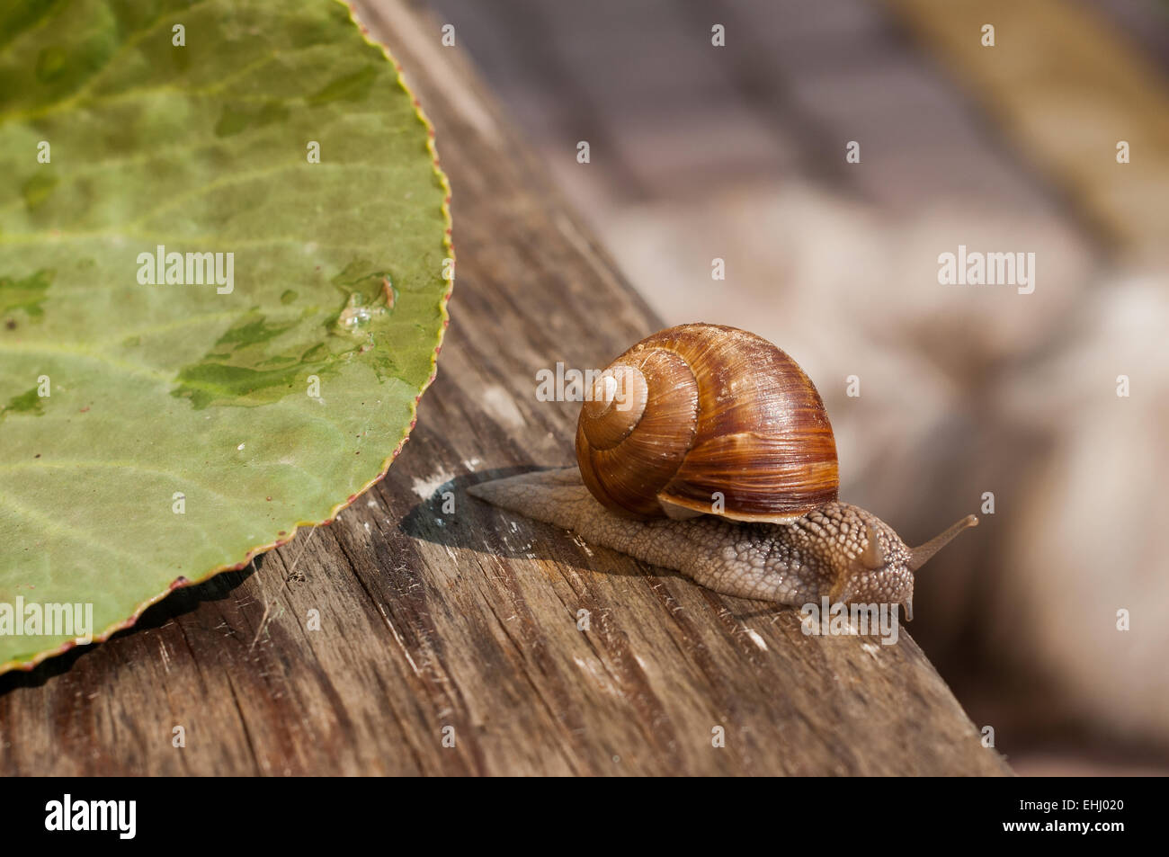 Slimy insect hi-res stock photography and images - Alamy