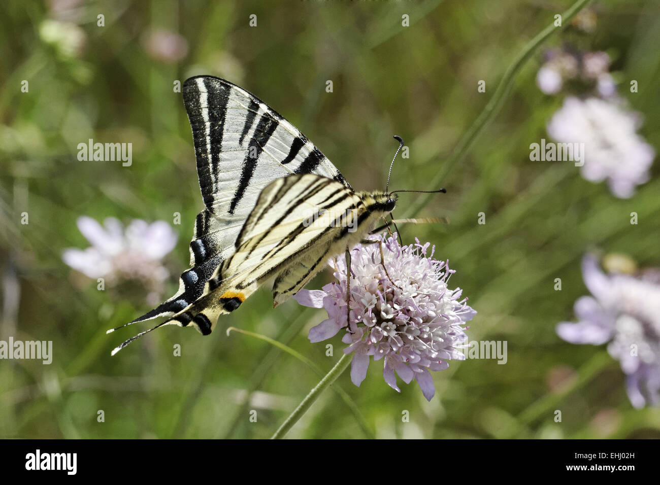 Iphiclides podalirius, Scarce swallowtail Stock Photo - Alamy