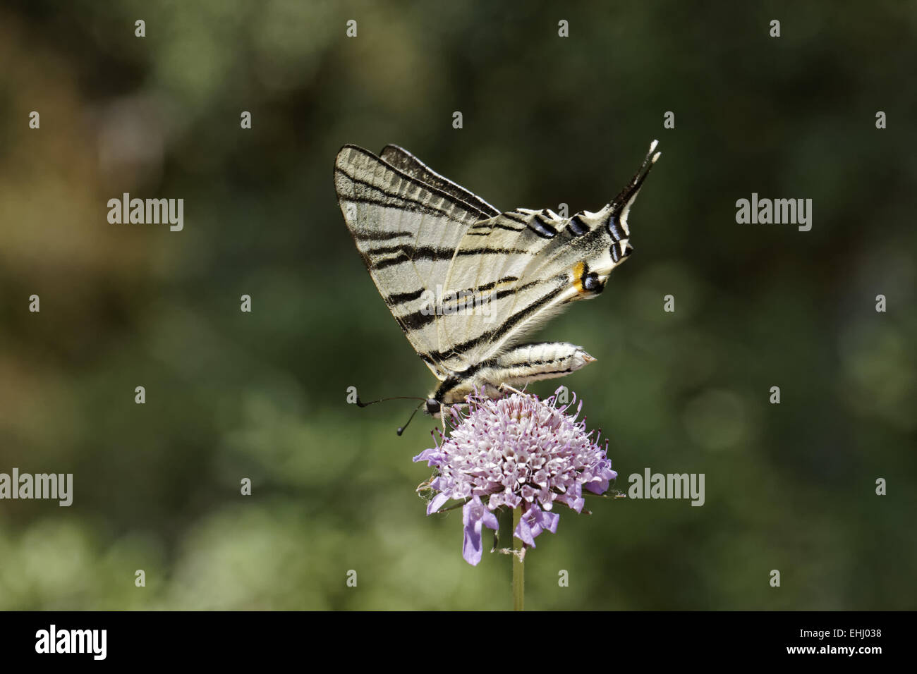 Iphiclides podalirius, Scarce swallowtail Stock Photo - Alamy