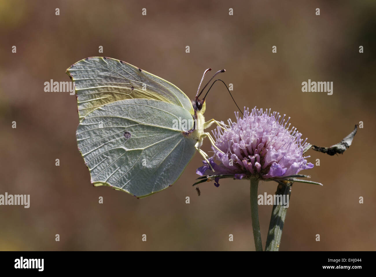Gonepteryx cleopatra, Cleopatra butterfly Stock Photo - Alamy