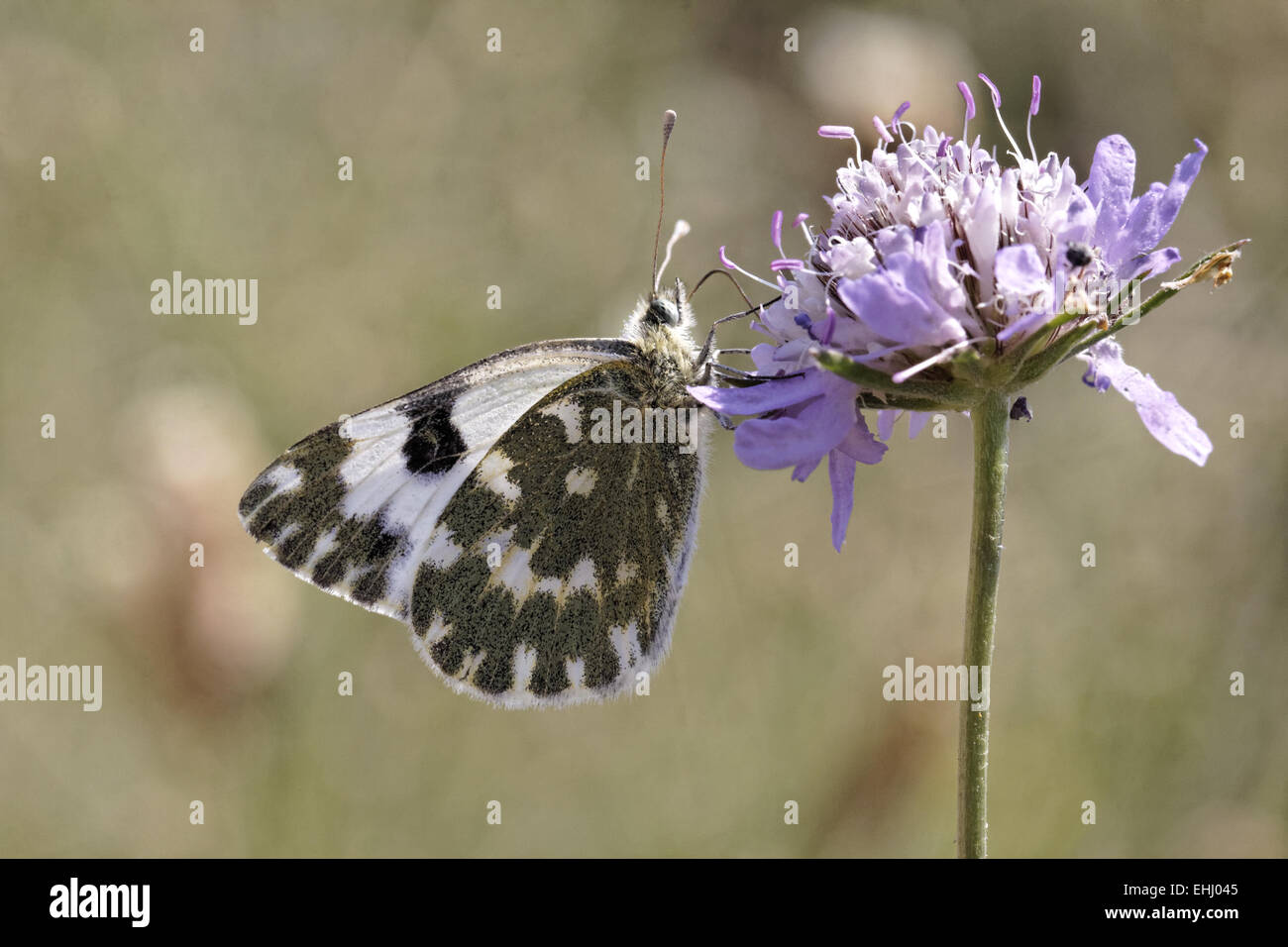 Pontia daplidice, Bath White Stock Photo - Alamy