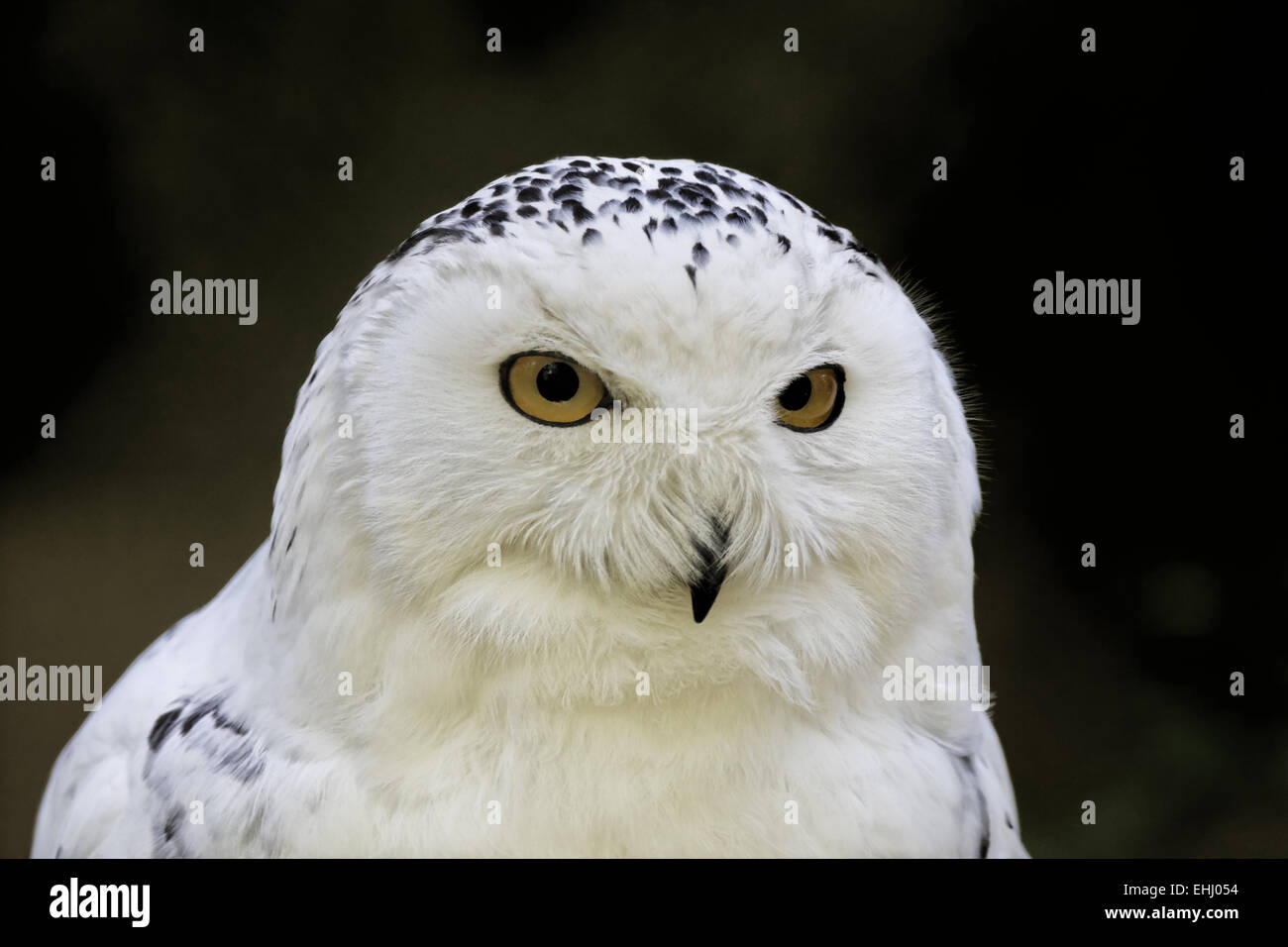 Arctic owl hi-res stock photography and images - Alamy