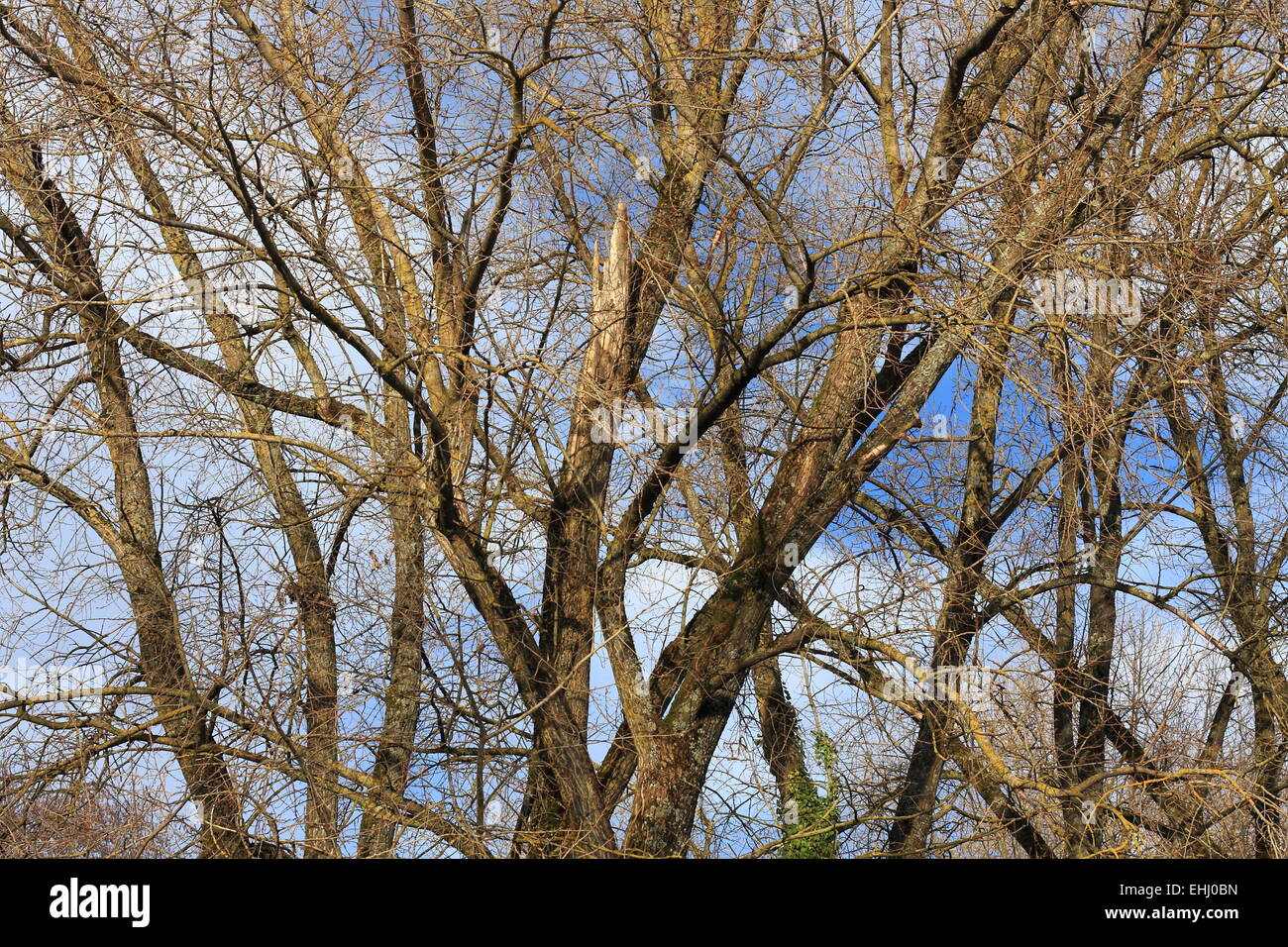 A small wood of beech Stock Photo - Alamy